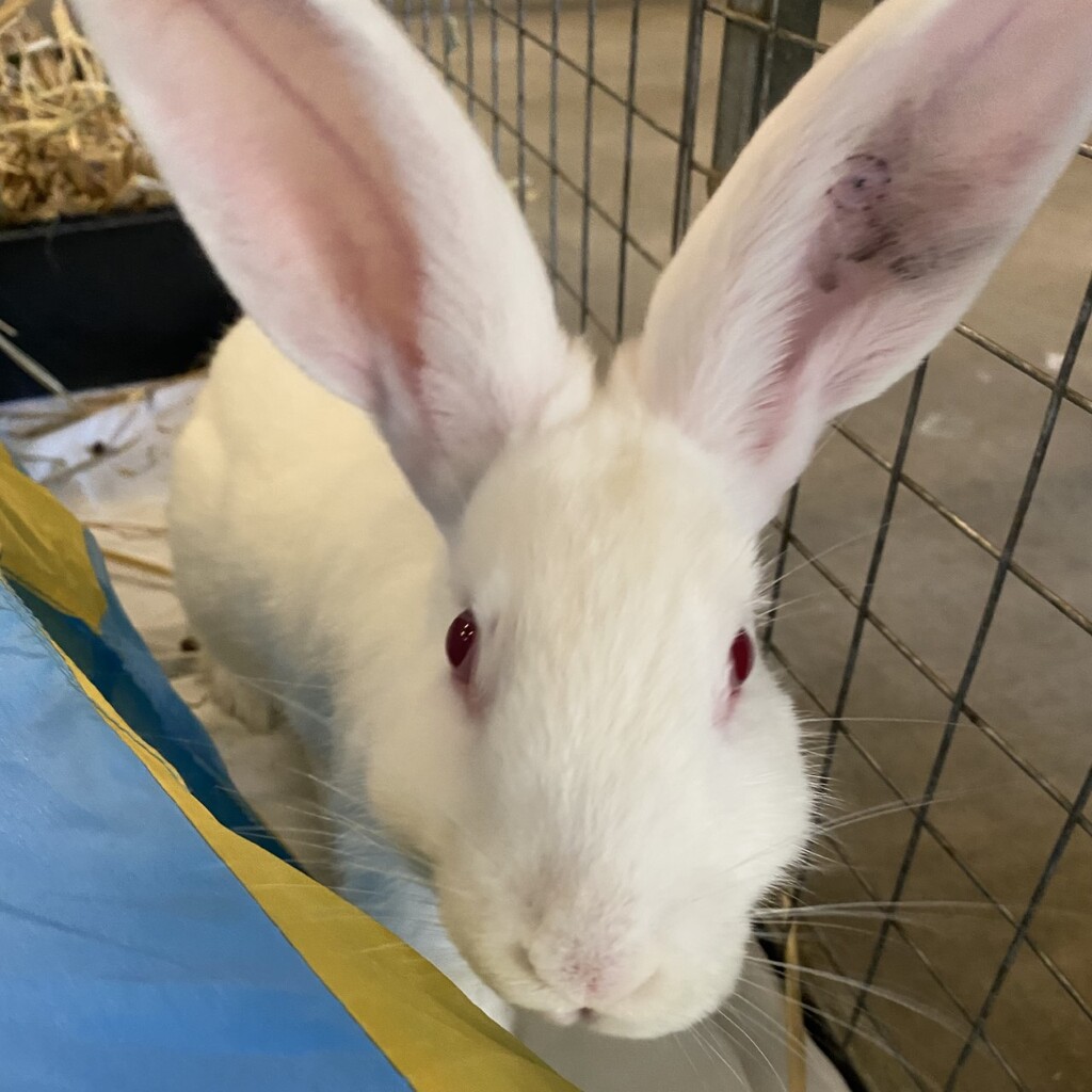 Astro - Male Unknown Rabbit in VIC - PetRescue