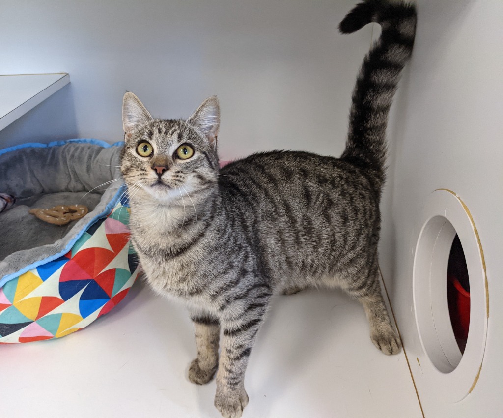 Gretel - Female Domestic Short Hair Cat in VIC - PetRescue