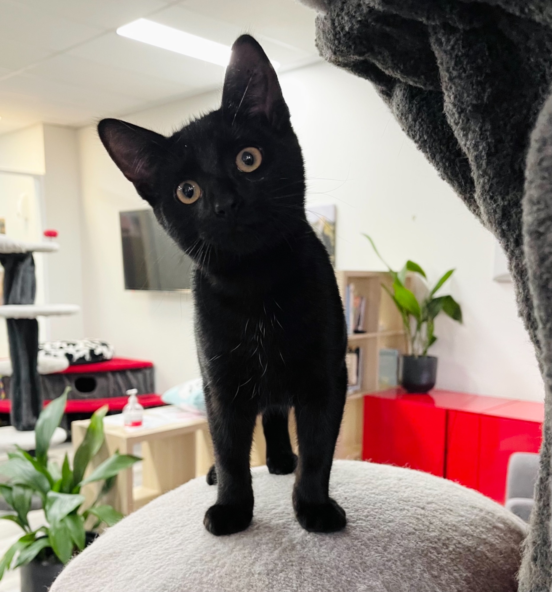 Sambuca - Located in Templestowe - Male Domestic Short Hair Cat in VIC ...
