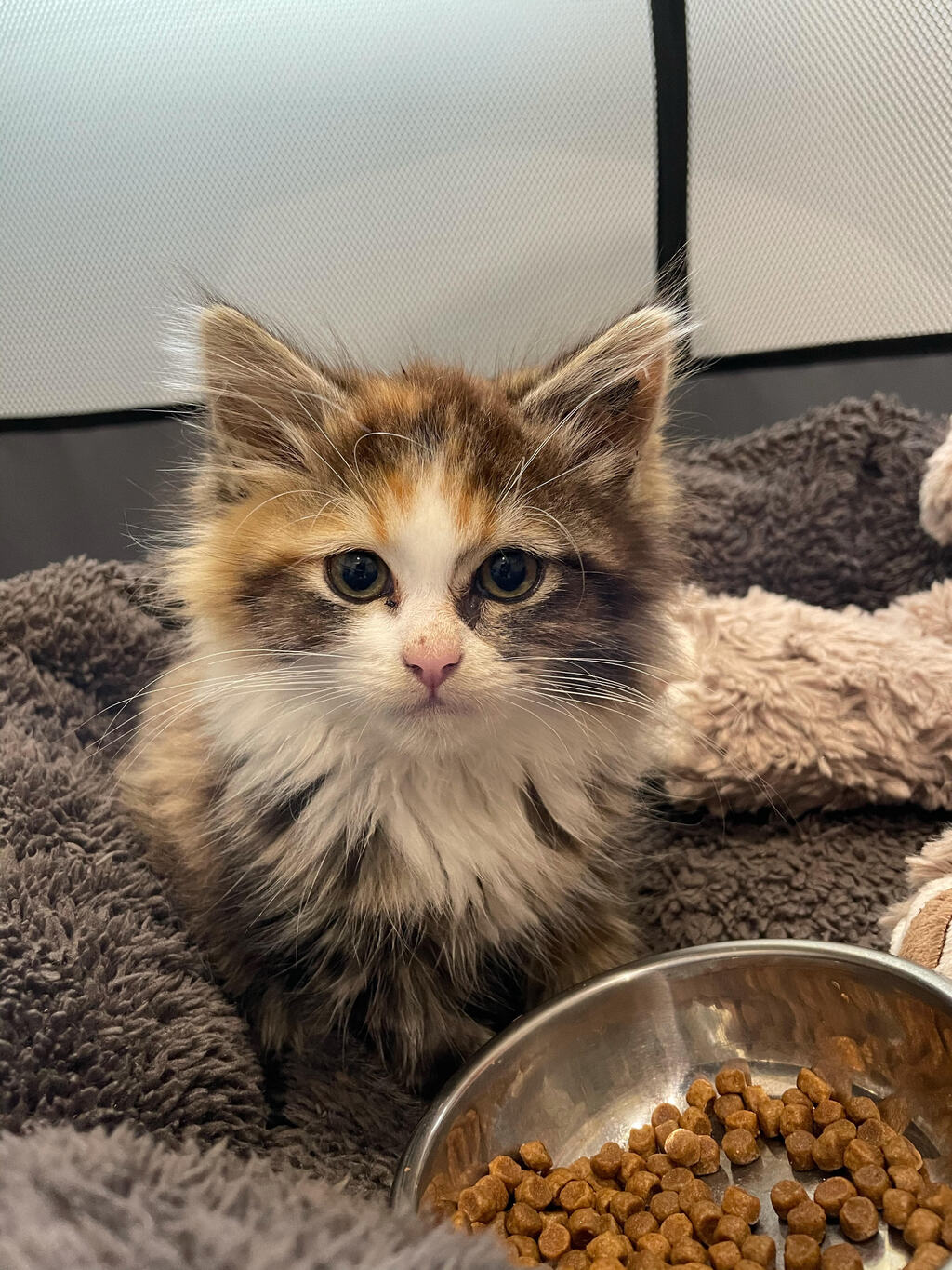 Lizzie - Female Dmh Mix Cat in VIC - PetRescue