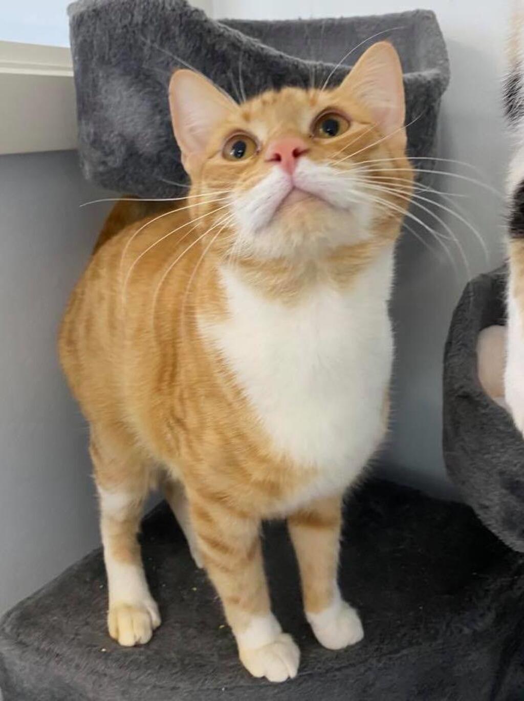 Crumpet - Male Domestic Short Hair Cat in ACT - PetRescue