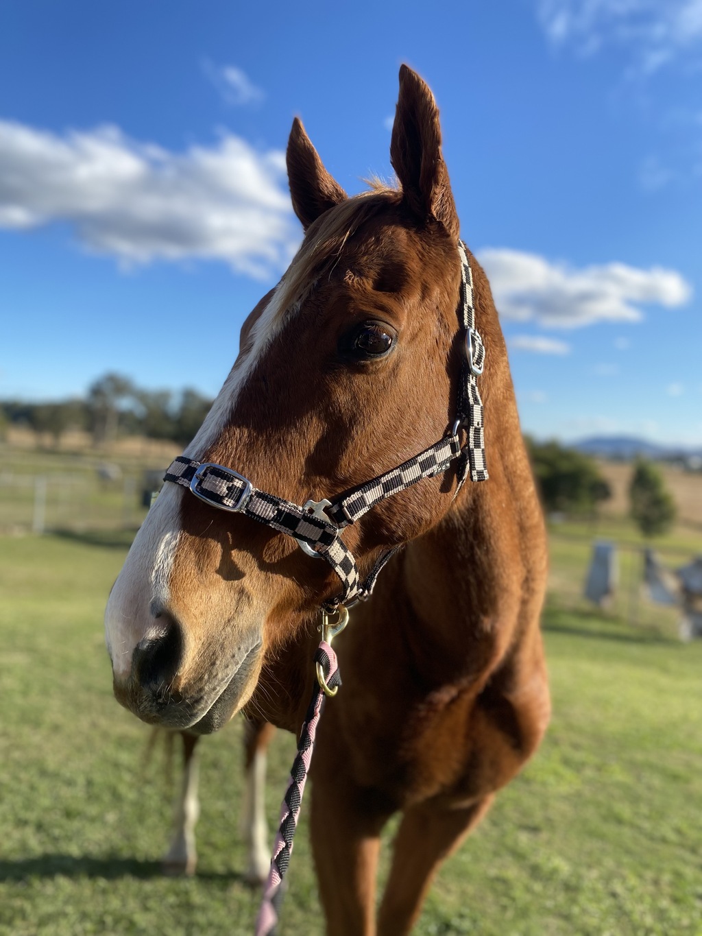 Rico - Male Thoroughbred Mix Horse in QLD - PetRescue
