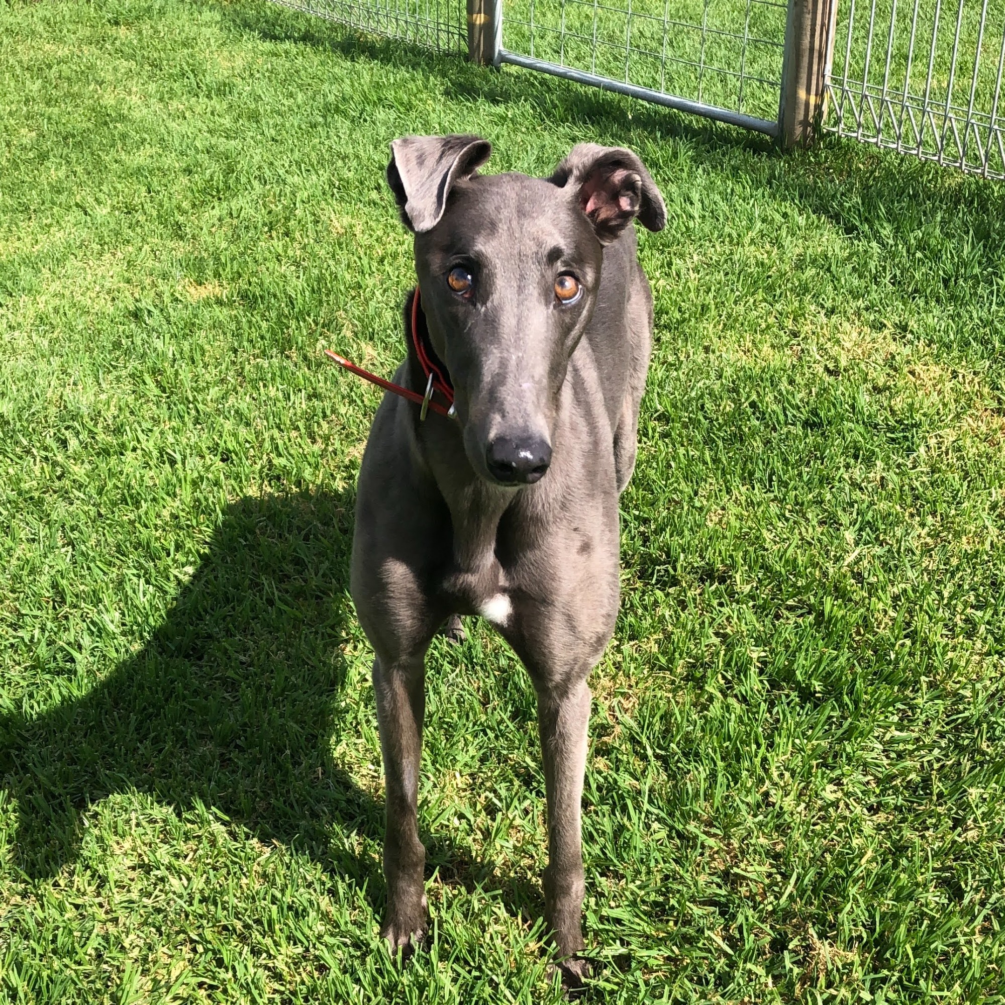 Chelsea - Large Female Greyhound Dog in NSW - PetRescue