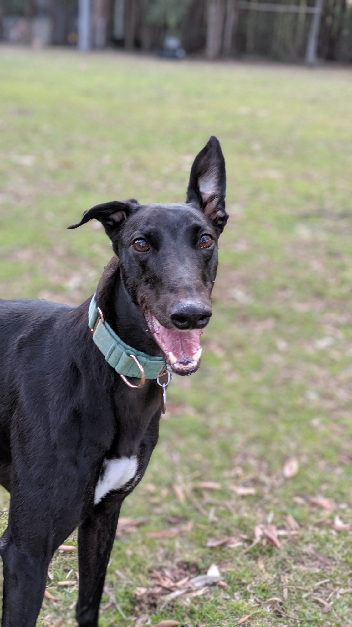 Marmaduke - Large Male Greyhound Dog in NSW - PetRescue