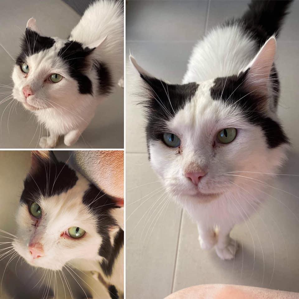 4406 - Biff - Male Domestic Medium Hair Cat in WA - PetRescue