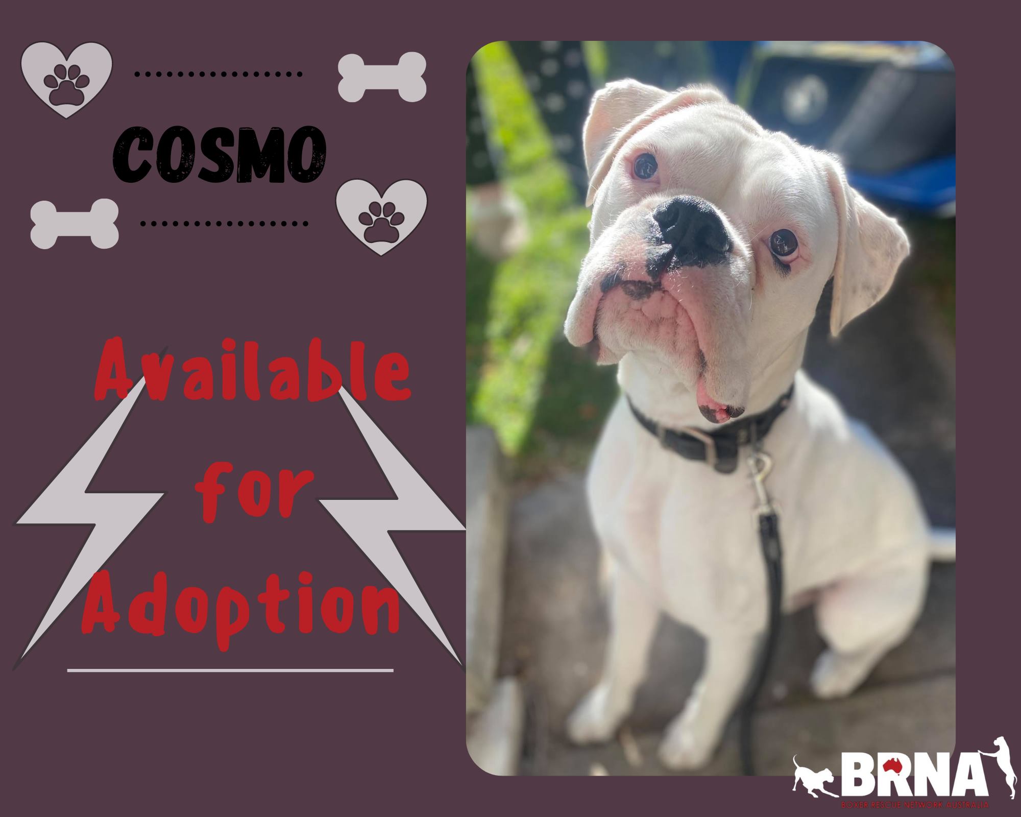 Cosmo - Medium Male Boxer Dog in NSW - PetRescue