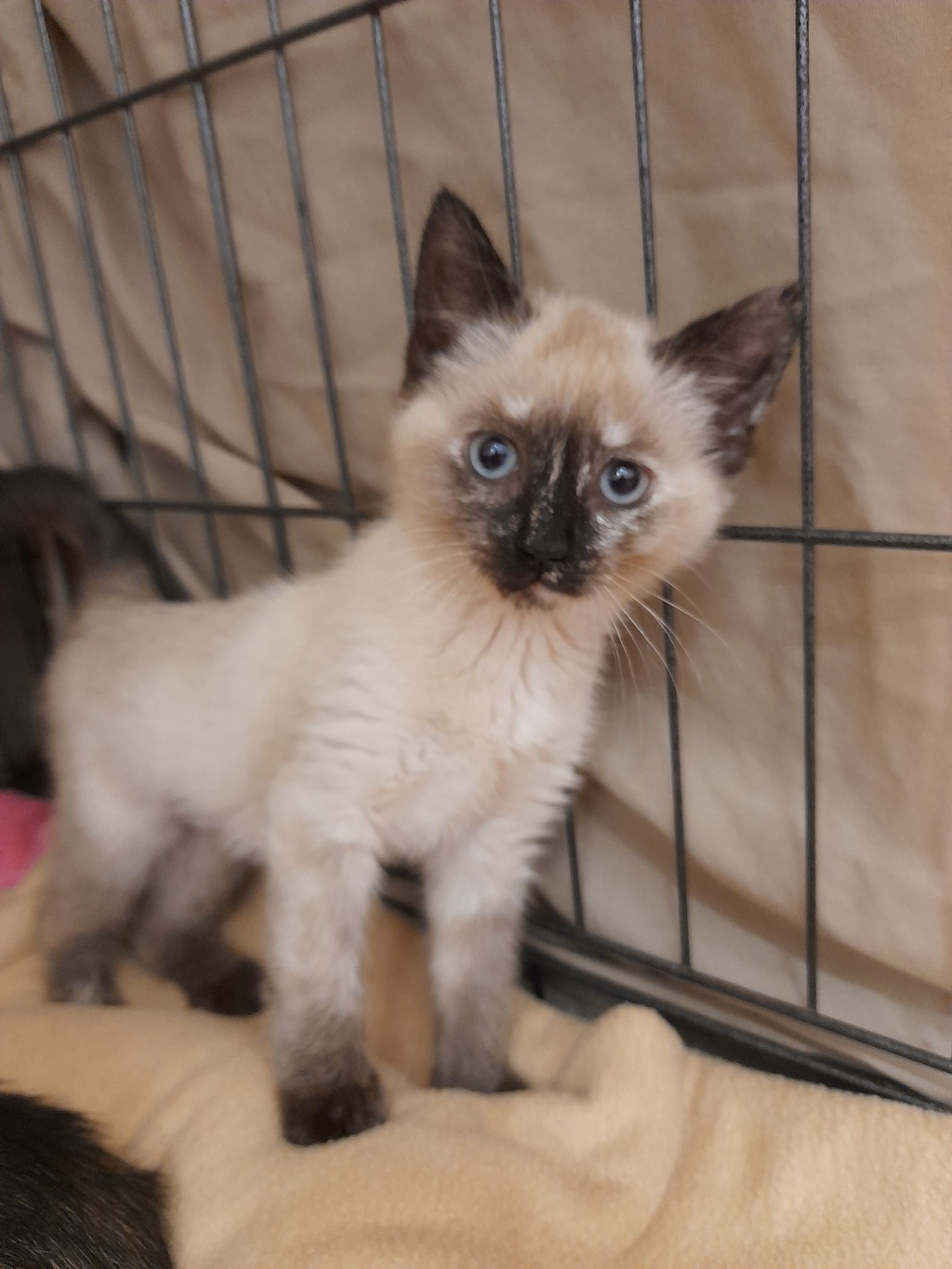 Oreo - Female Snowshoe Mix Cat in QLD - PetRescue