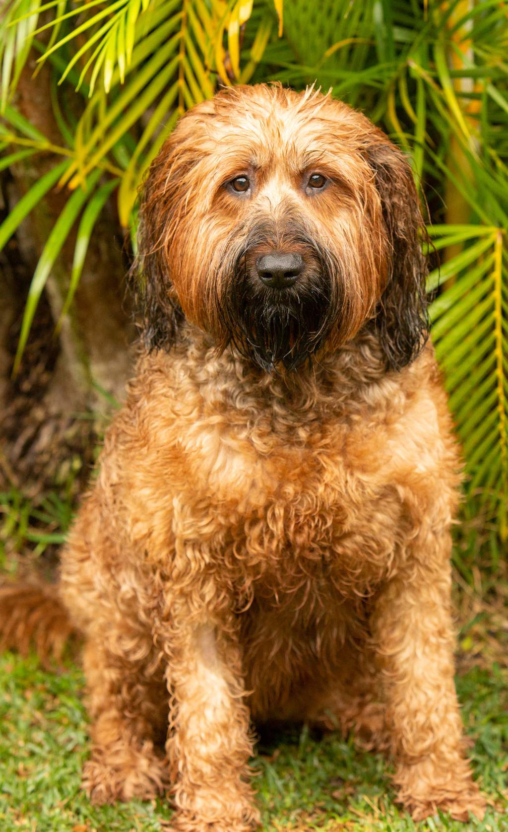 Georgie - Large Female Briard Mix Dog in QLD - PetRescue