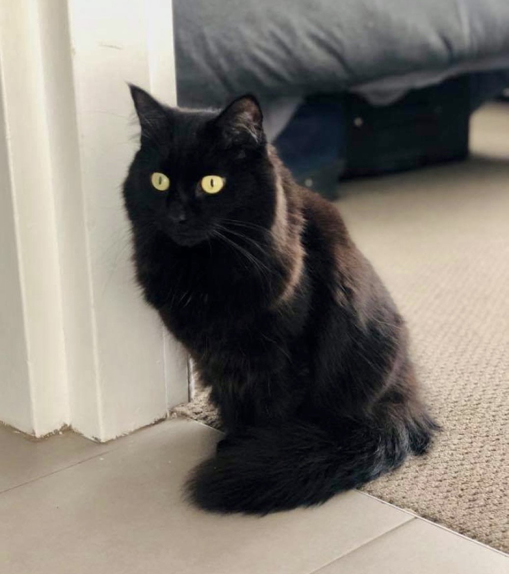 Shiraz - Female Domestic Medium Hair Cat in VIC - PetRescue