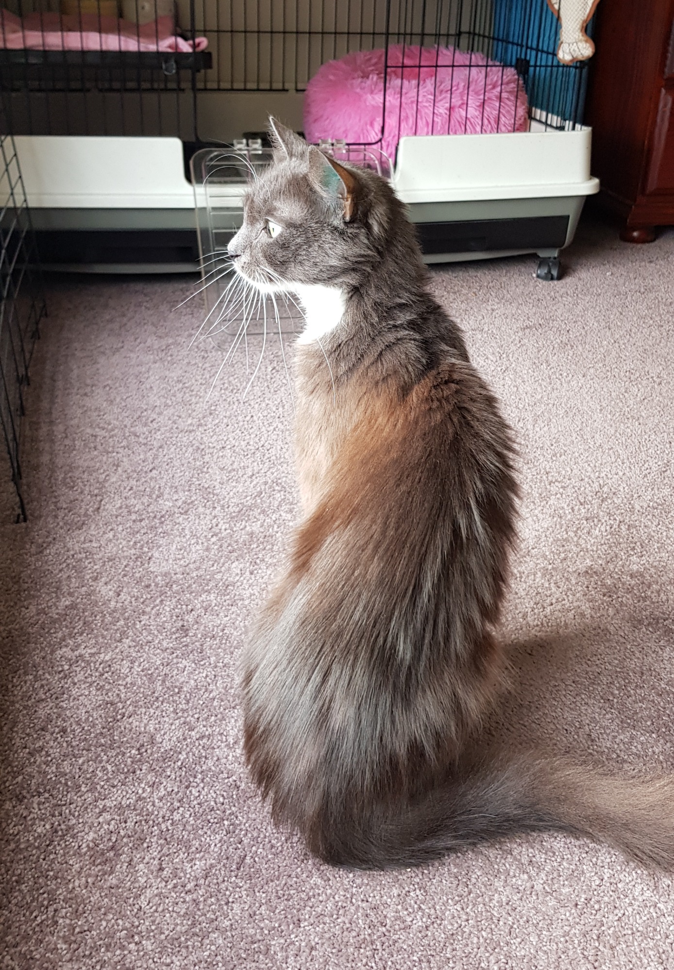 Imogen - Female Domestic Medium Hair Cat in VIC - PetRescue
