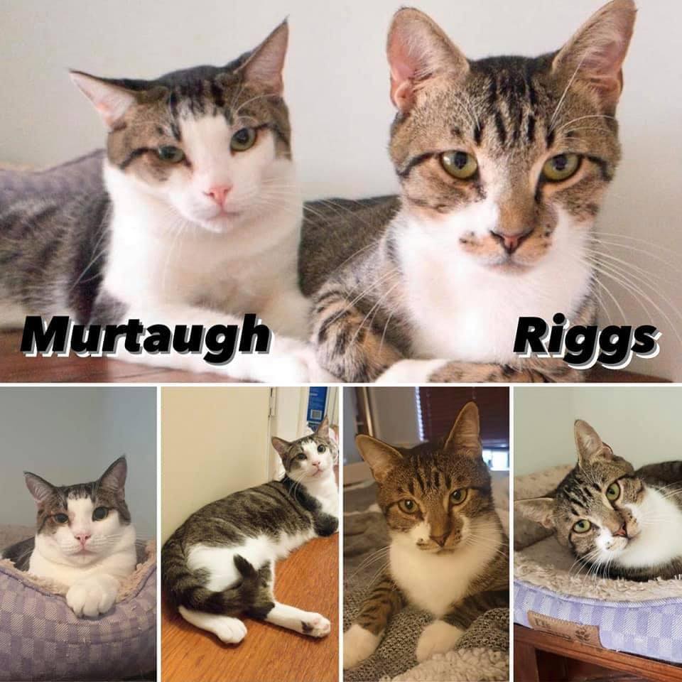 4269/4270 - Riggs & Murtaugh - Male Domestic Short Hair Cat in WA ...