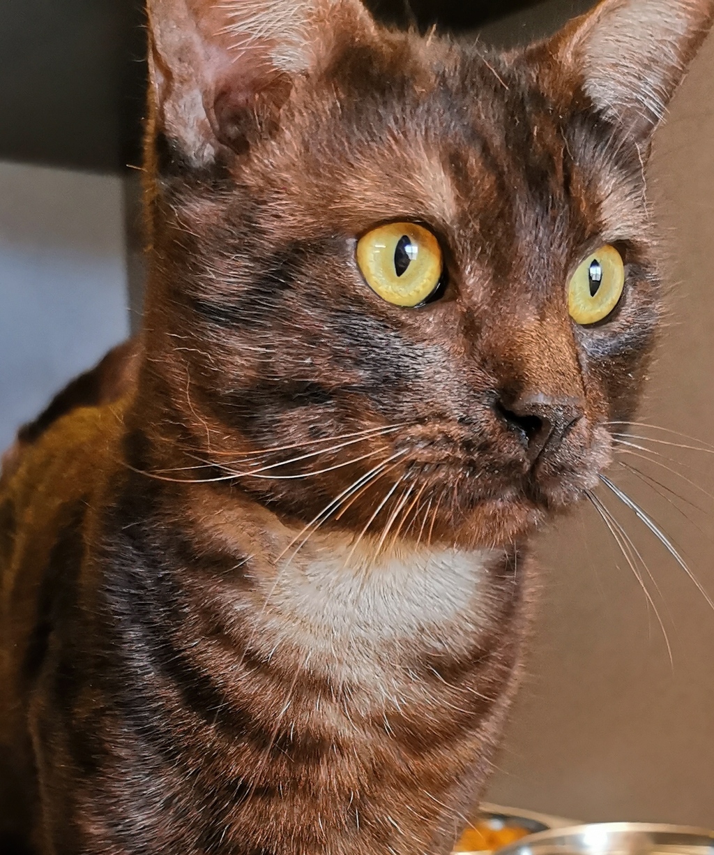 Kofi - Male Domestic Short Hair Mix Cat in QLD - PetRescue