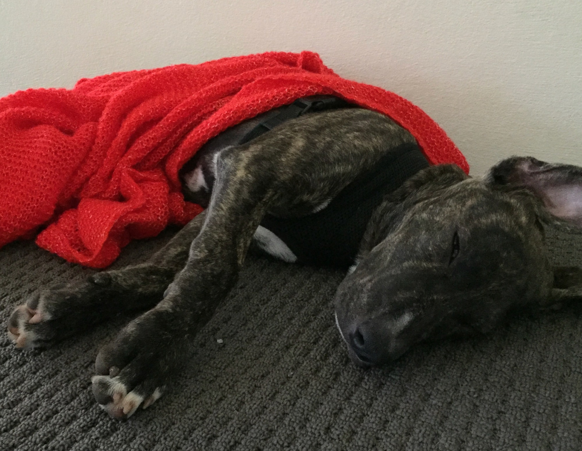 Darci - Medium Female Bull Terrier Mix Dog in VIC - PetRescue