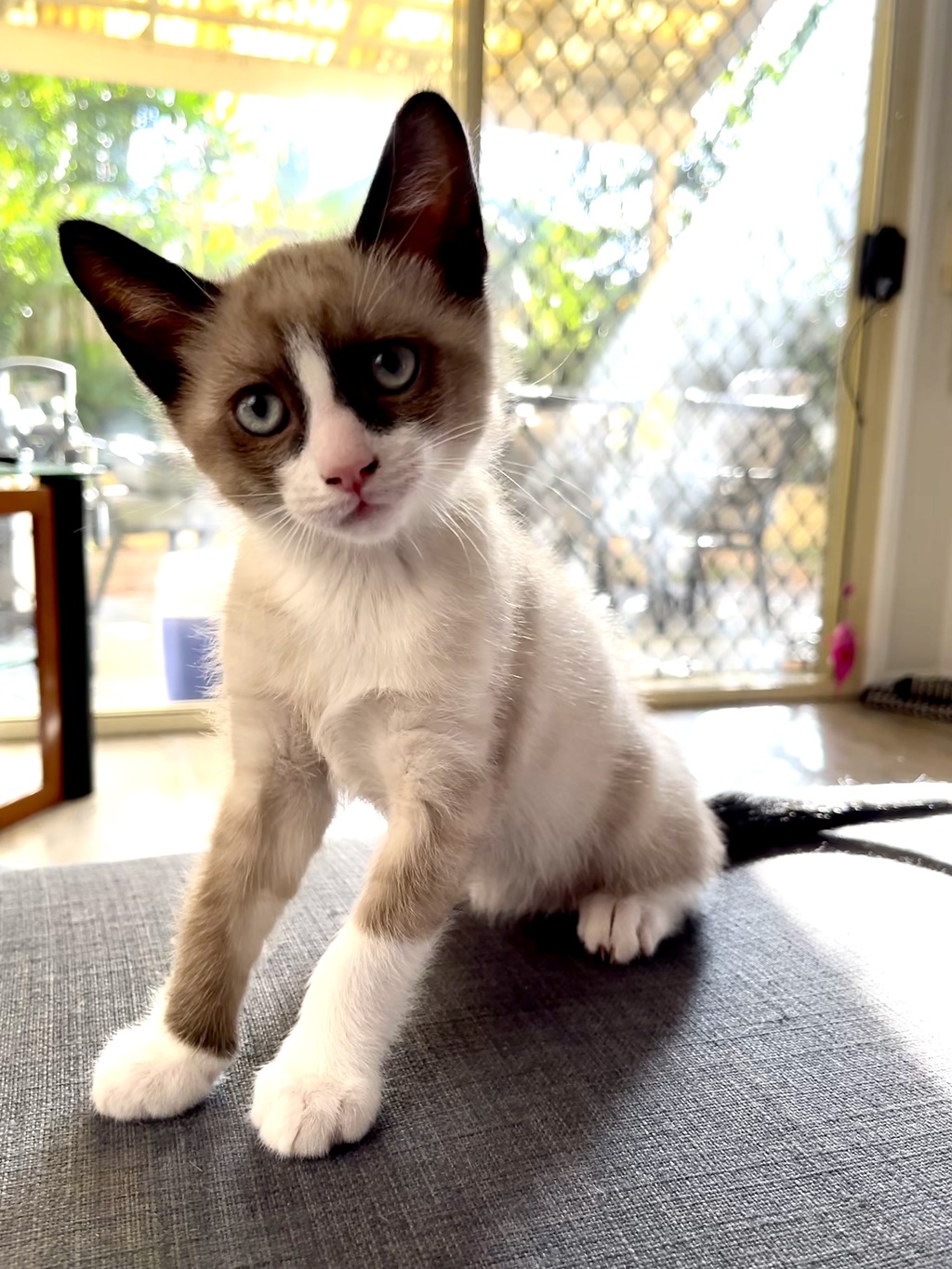 Riley - Male Domestic Short Hair x Snowshoe Mix Cat in QLD - PetRescue