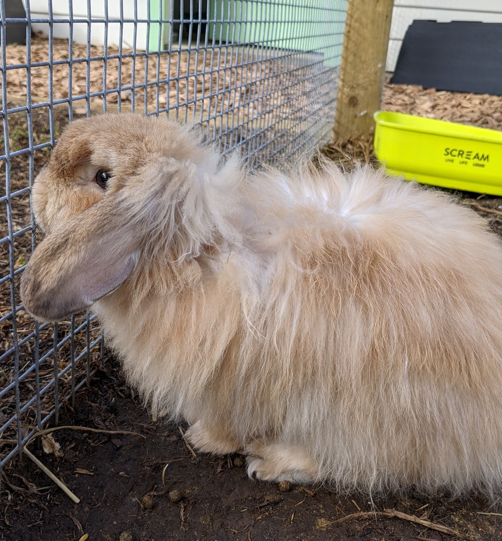 Bucky - Male Mini Lop Mix Rabbit in NSW - PetRescue