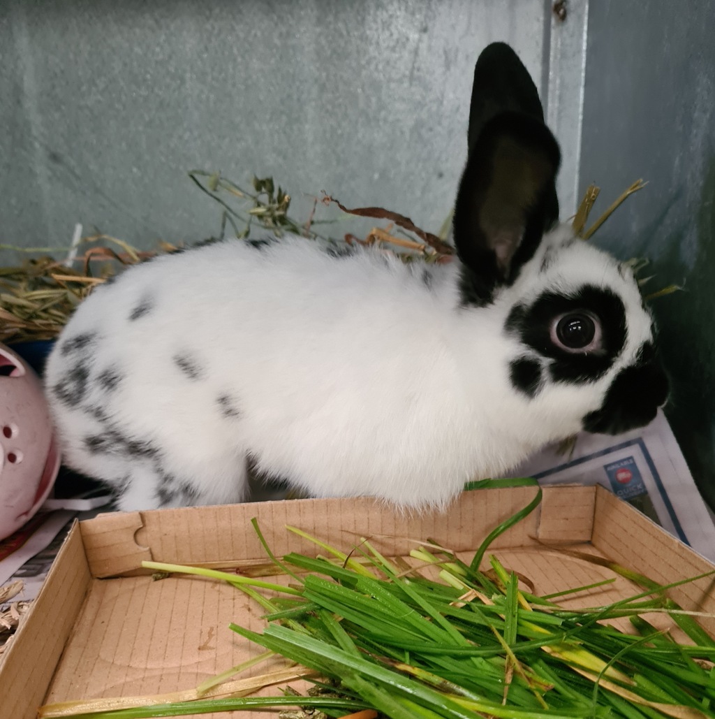 Freckles - Female Mini Rex Rabbit in VIC - PetRescue