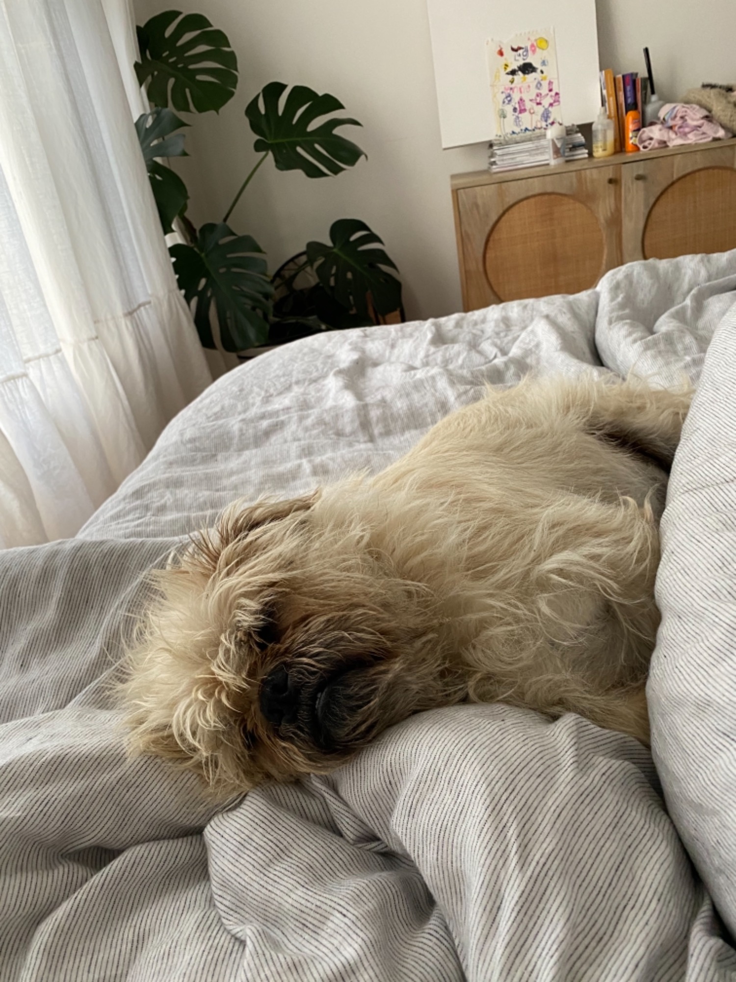 Scruffy - Medium Male Pug Mix Dog in NSW - PetRescue