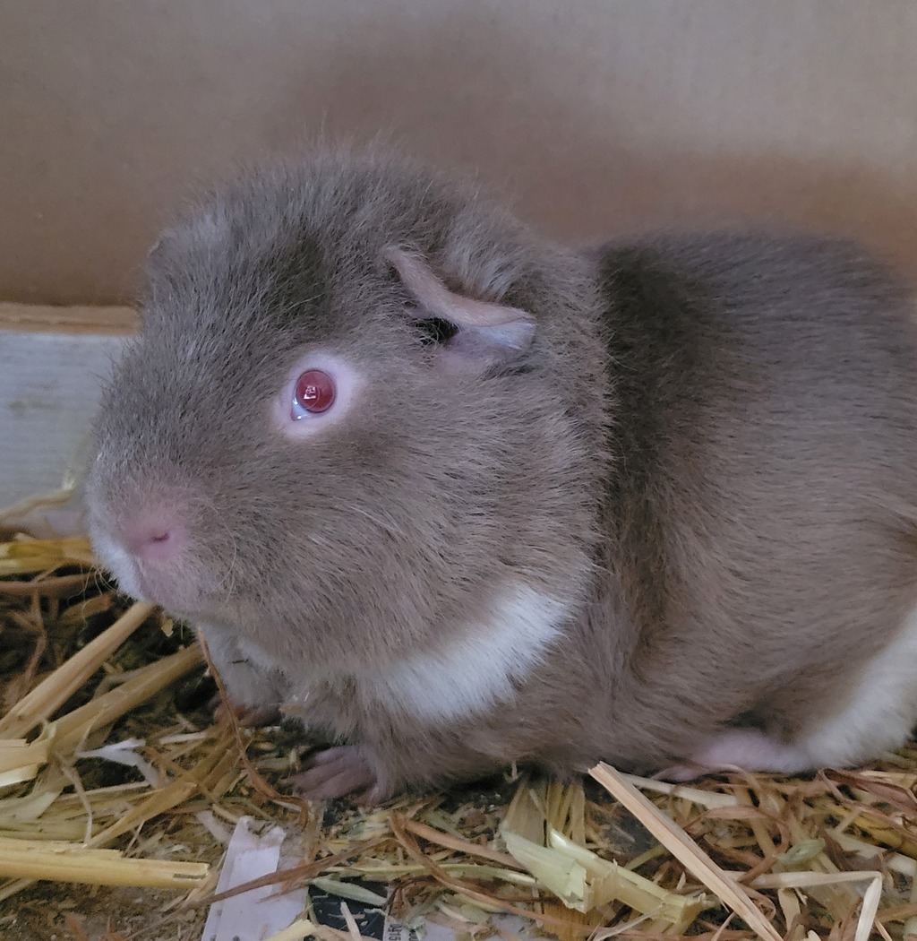 Ringo - Male Short-hair Guinea Pig Unspecified Guinea Pig in VIC ...