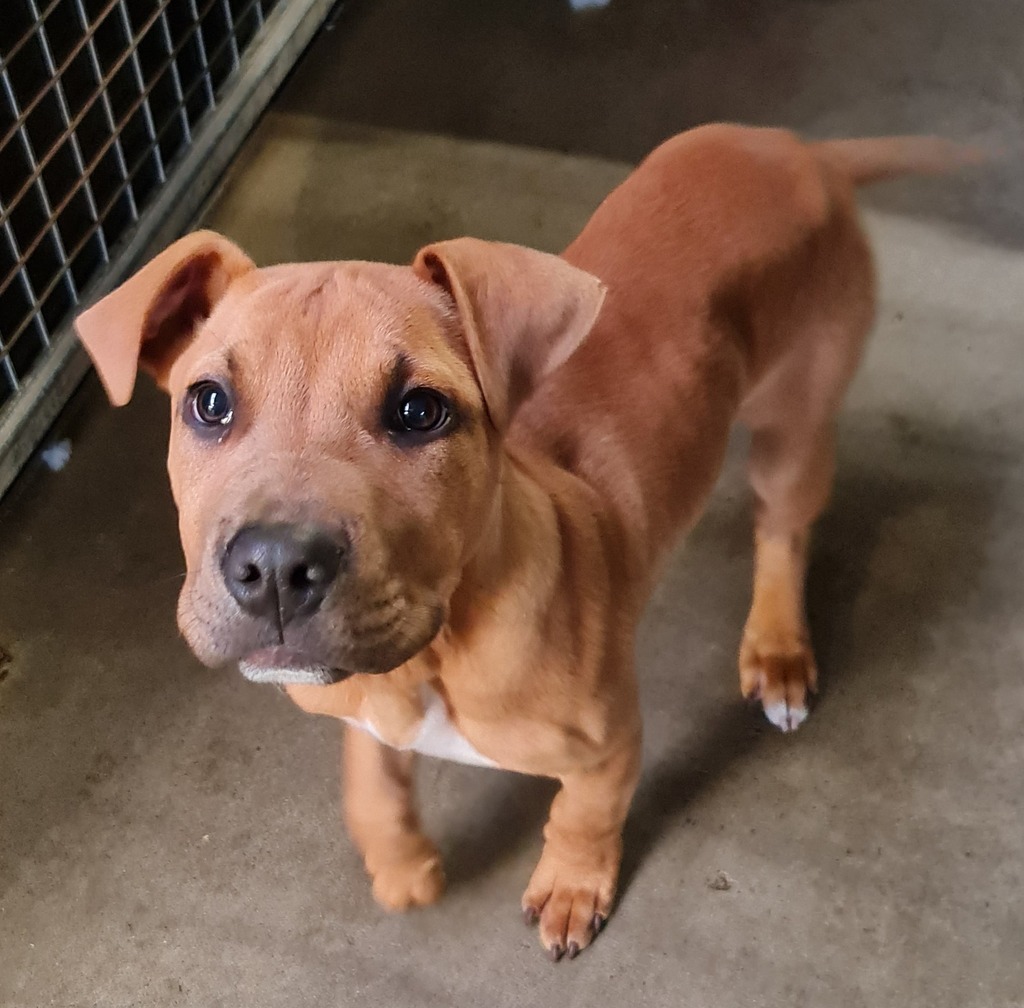 Bastille - Large Male Rhodesian Ridgeback x American Staffordshire Bull ...