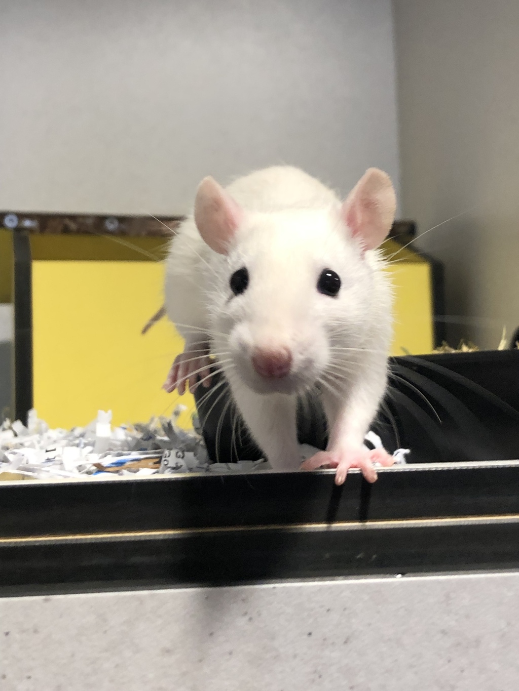 Bart - Male Rat Mix Rodent in QLD - PetRescue