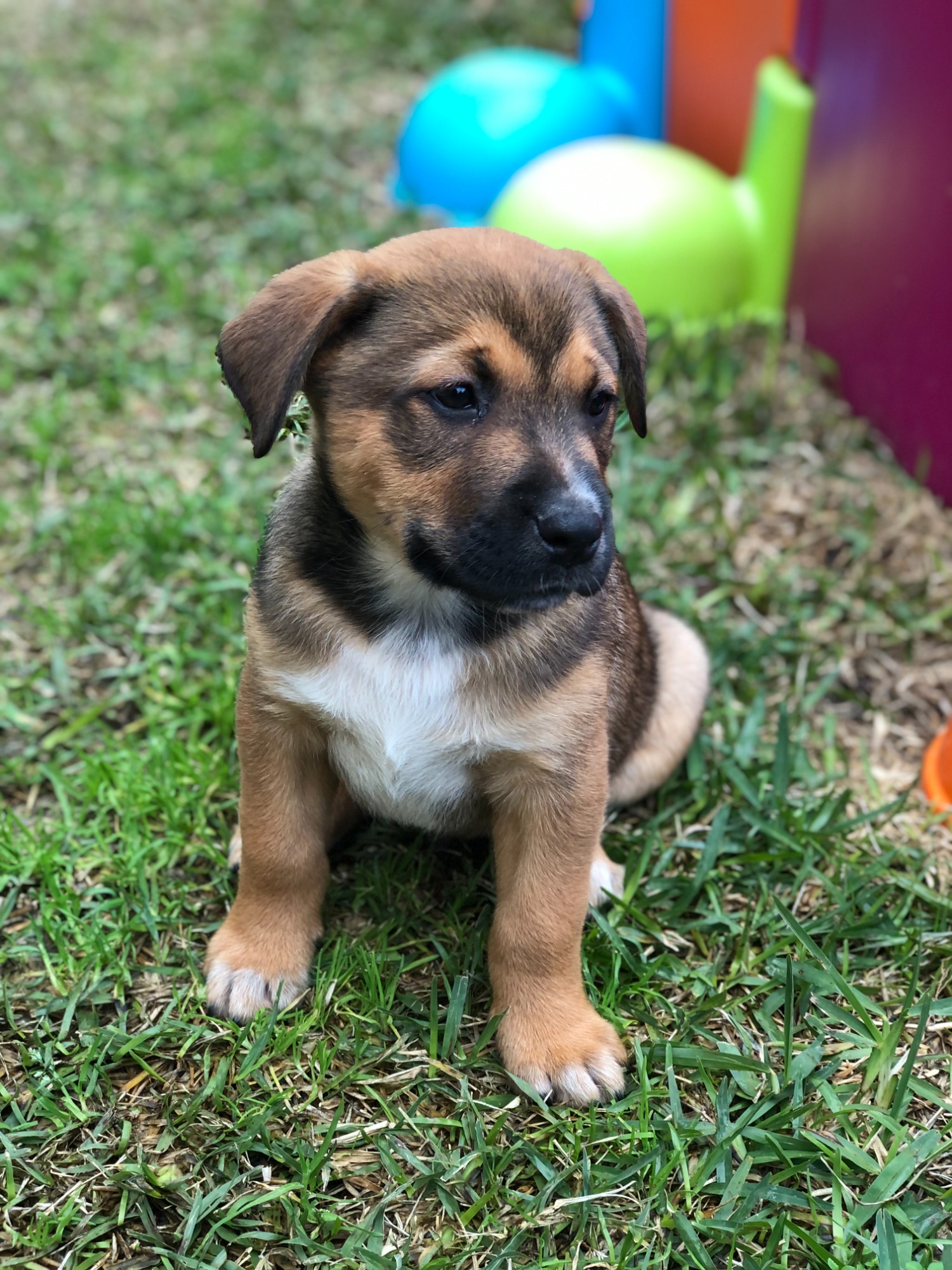 Fox ~ Staffy X Lab Puppy(31/07/21) - Medium Male Staffy x Labrador Mix ...