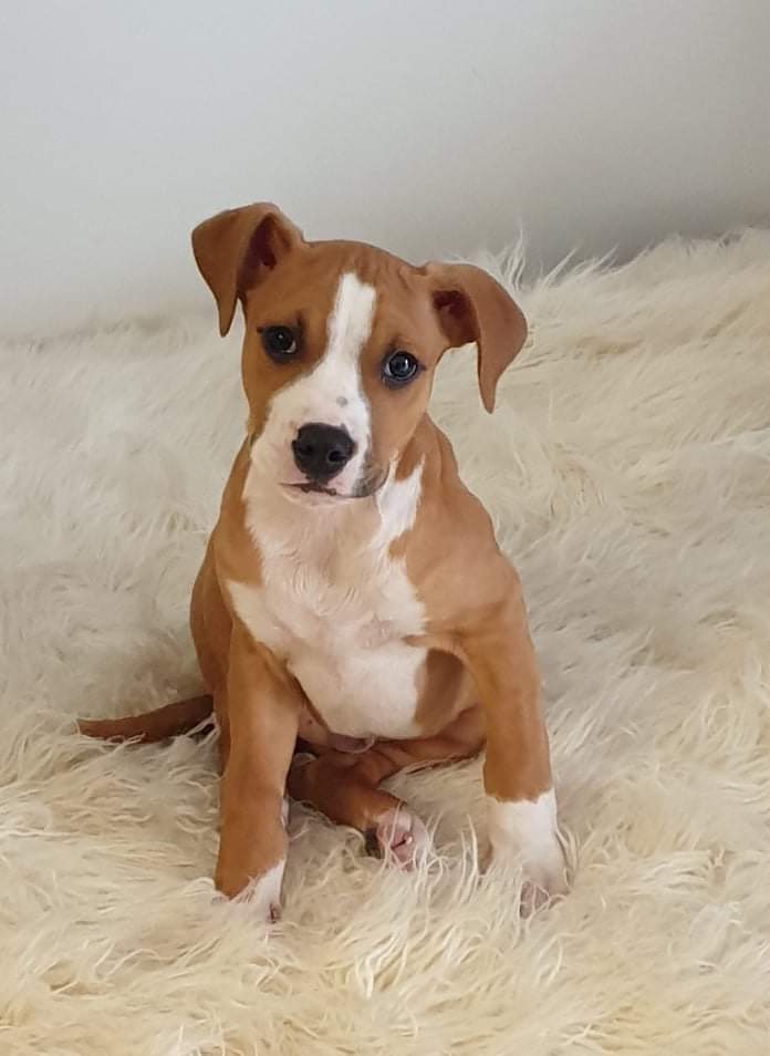 Ben - Large Male Amstaff Mix Dog in QLD - PetRescue