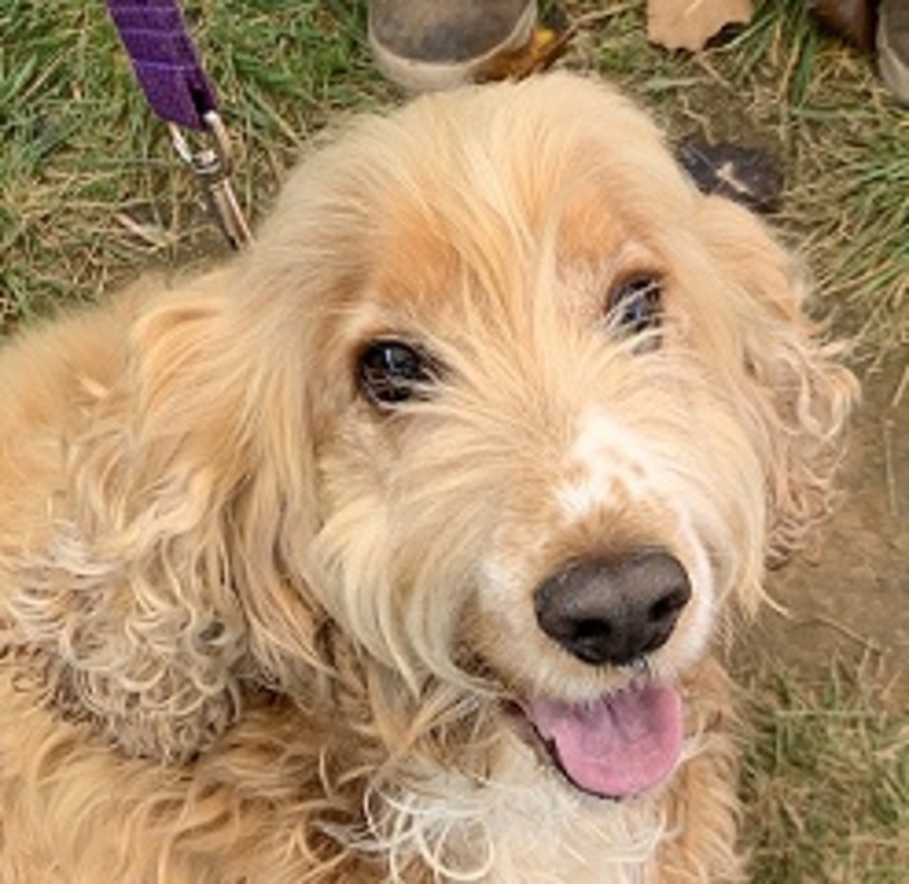 Albert - Medium Male Cocker Spaniel Dog in ACT - PetRescue