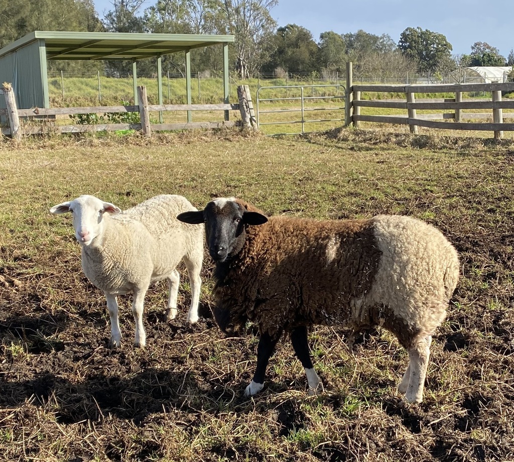 Ernie - Male Suffolk x Dorset Mix Sheep in NSW - PetRescue