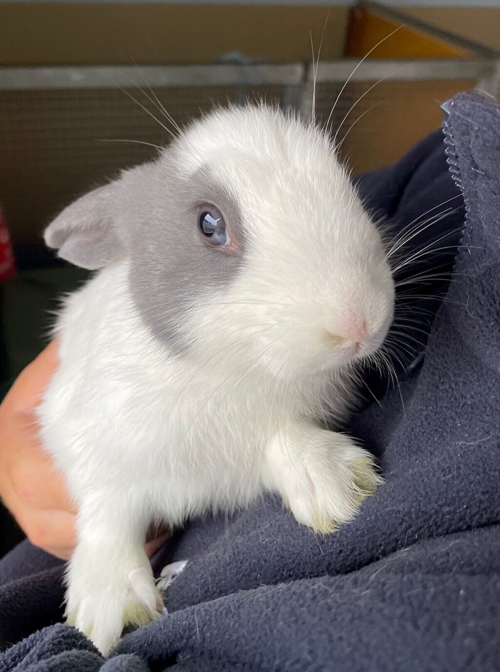 Miffy - Female Bunny Rabbit Mix Rabbit in WA - PetRescue