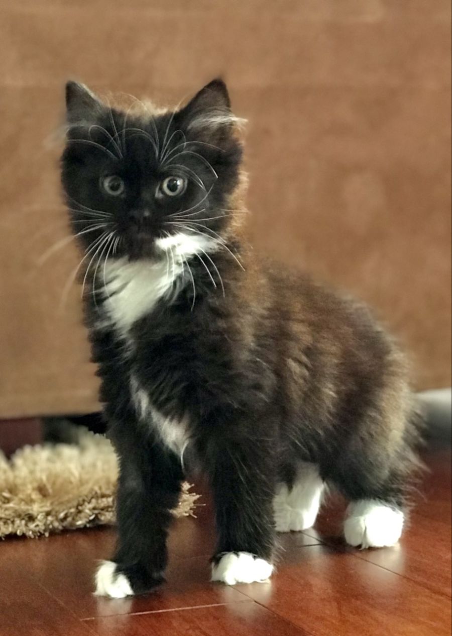 Thunda **2nd Chance CatRescue** - Female Domestic Medium Hair Cat in ...