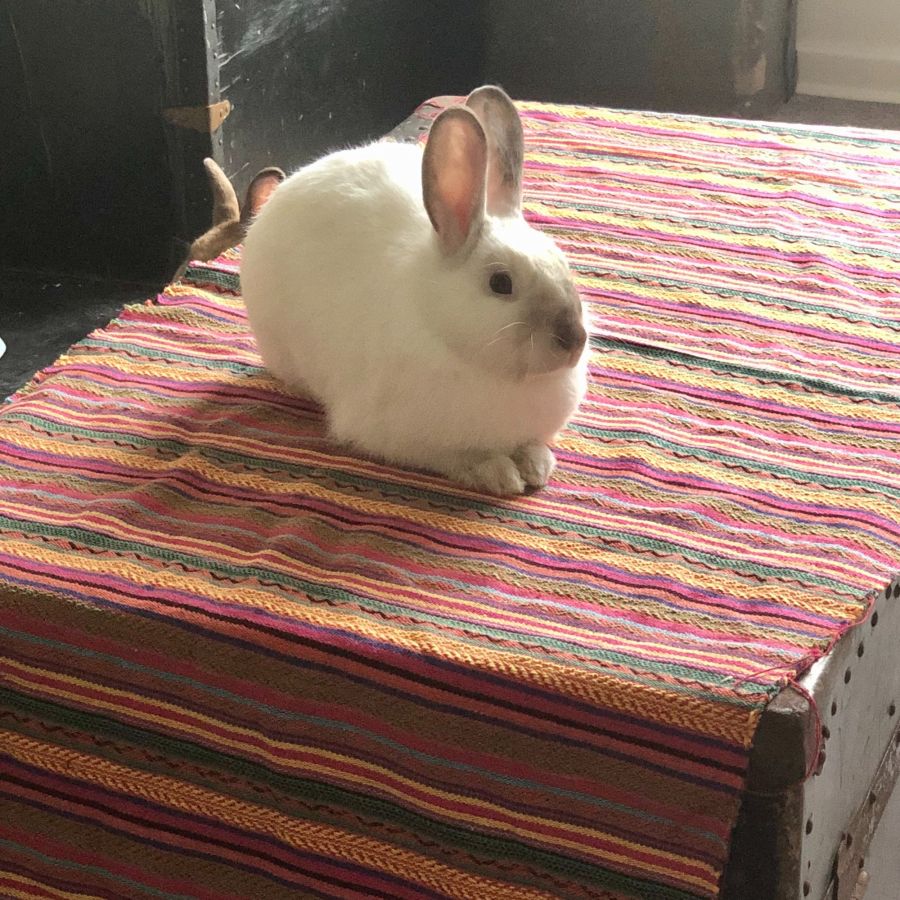 Frank (Choo Choo) with Hunny - Male Mix Rabbit in NSW - PetRescue