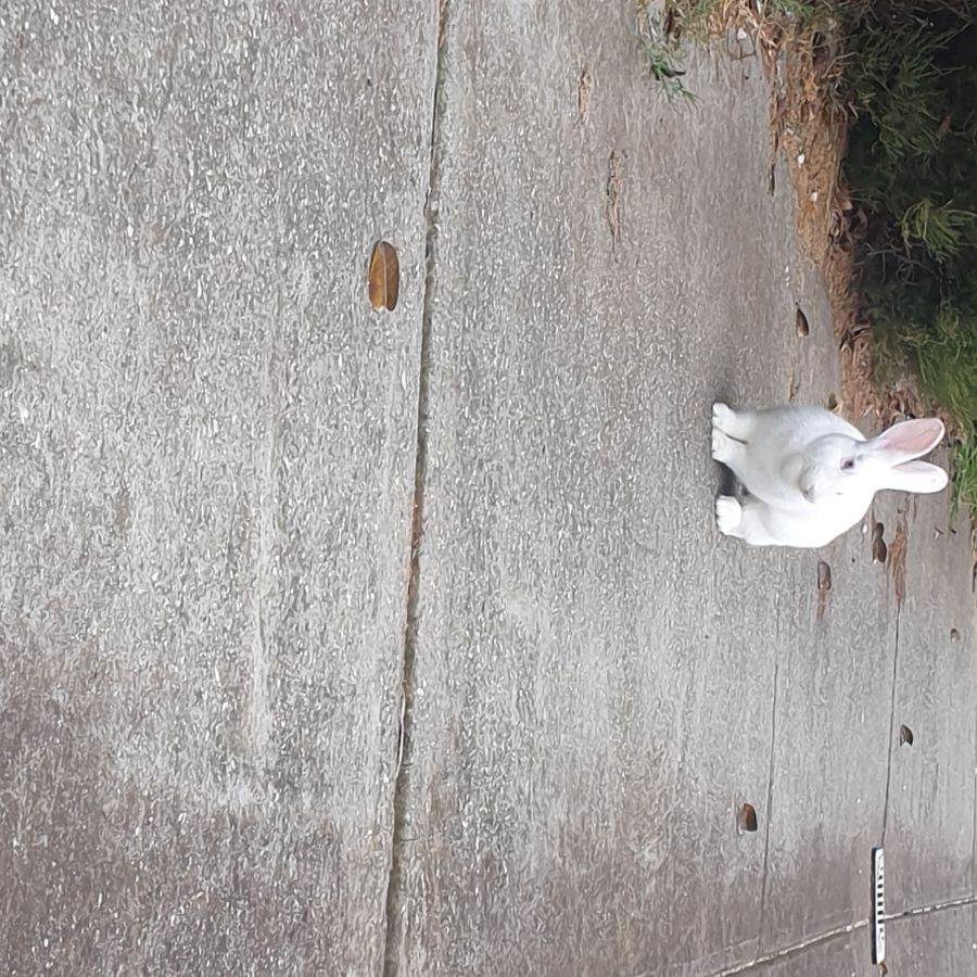 Jane - Female Rabbit in VIC - PetRescue
