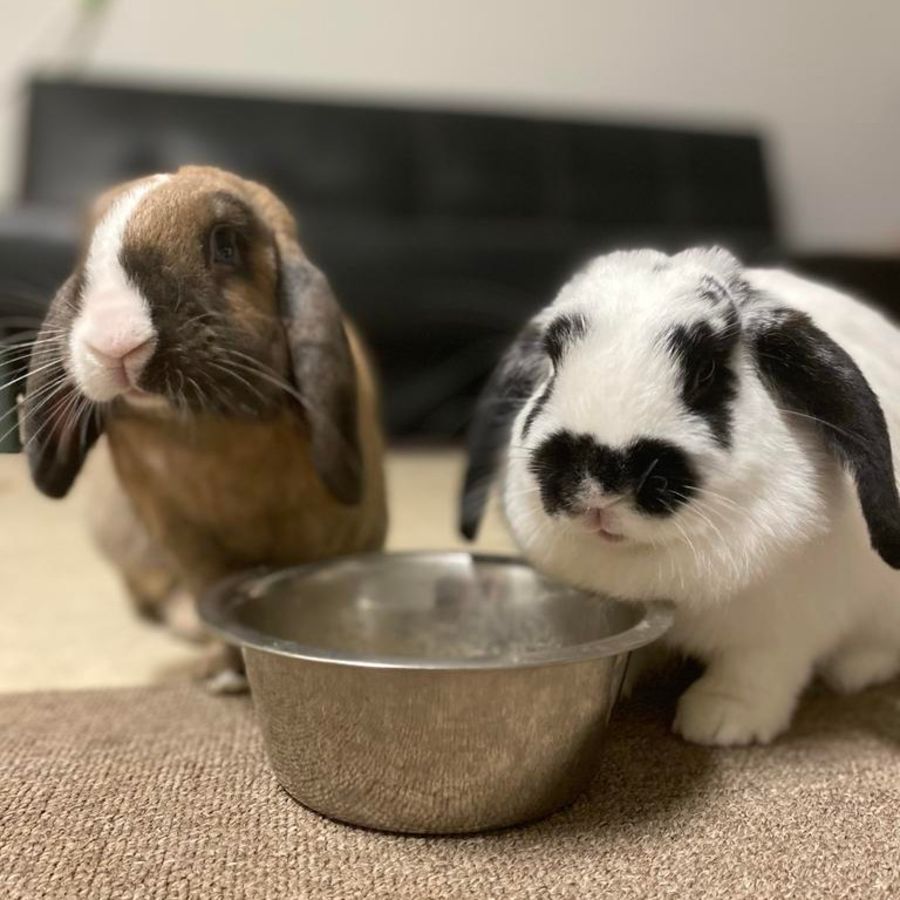 Dobby with Luna - Male Dwarf lop Rabbit in NSW - PetRescue