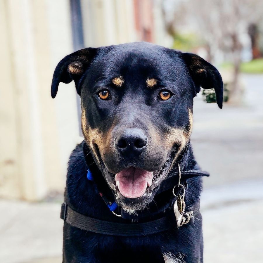 Shadow - Large Male Rottweiler Mix Dog in VIC - PetRescue