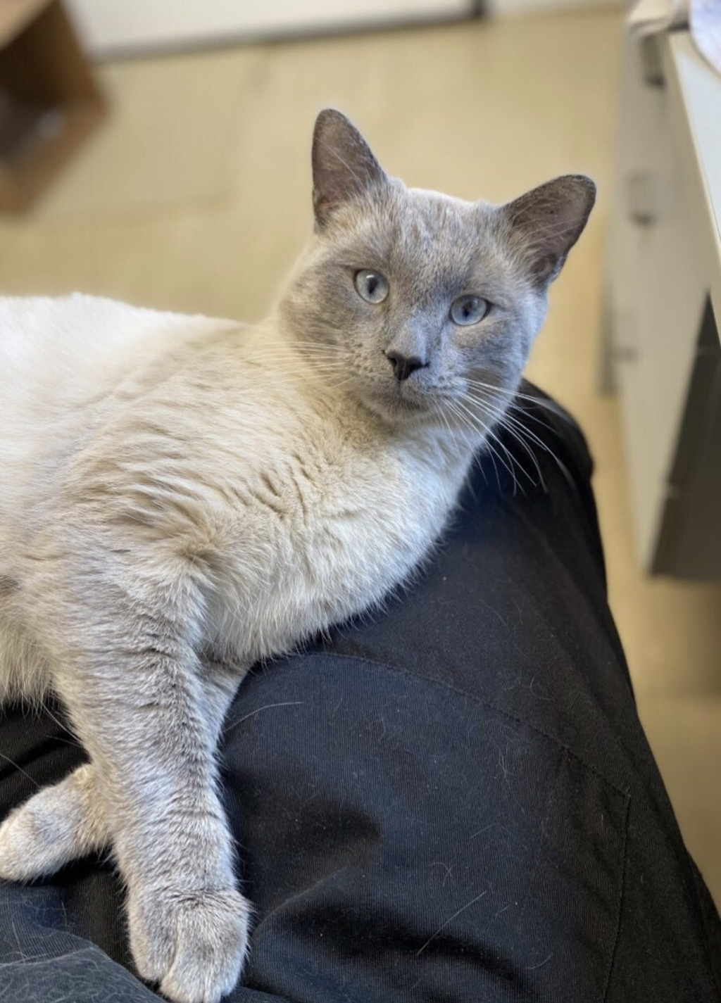 Mr Meow Meow - Male Layanese Mix Cat in QLD - PetRescue