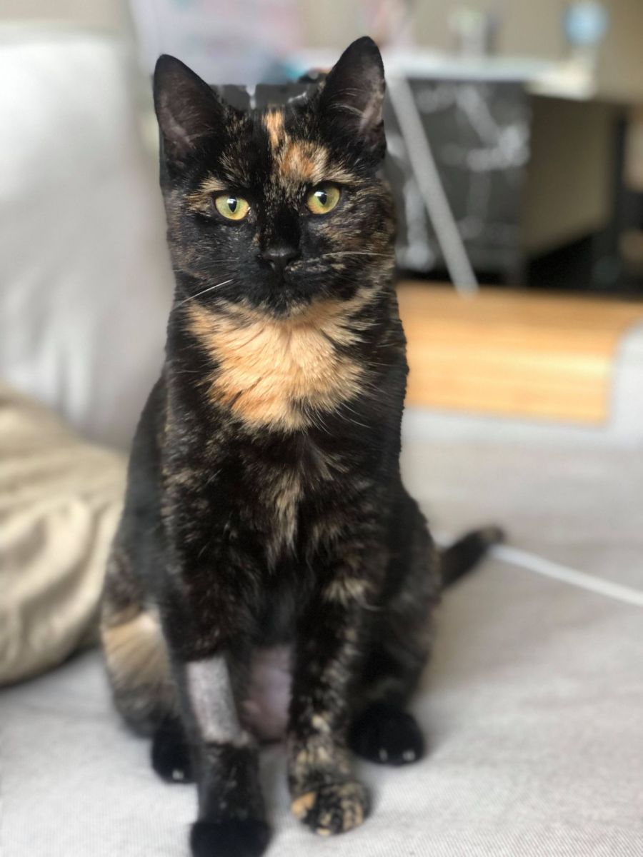 Zoe-Pickles - Female Domestic Short Hair Cat in VIC - PetRescue