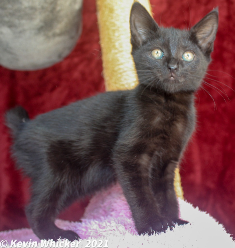 Kerbee - Male Domestic Short Hair Cat in QLD - PetRescue