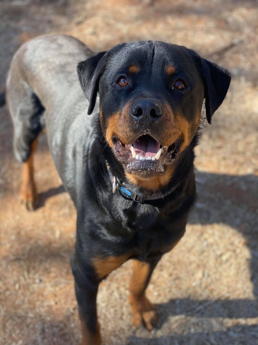 Trigger - Large Male Rottweiler Dog in SA - PetRescue