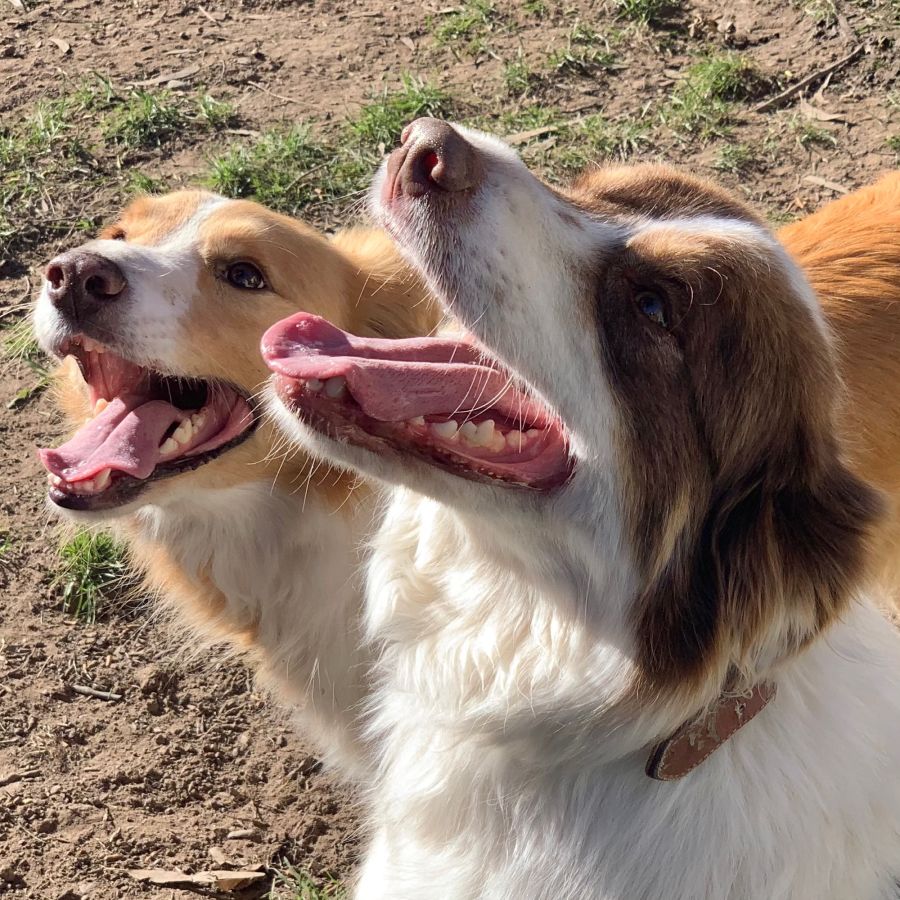 Daisy & Milo - Assisted Rehome - Medium Female Border Collie Dog in NSW ...