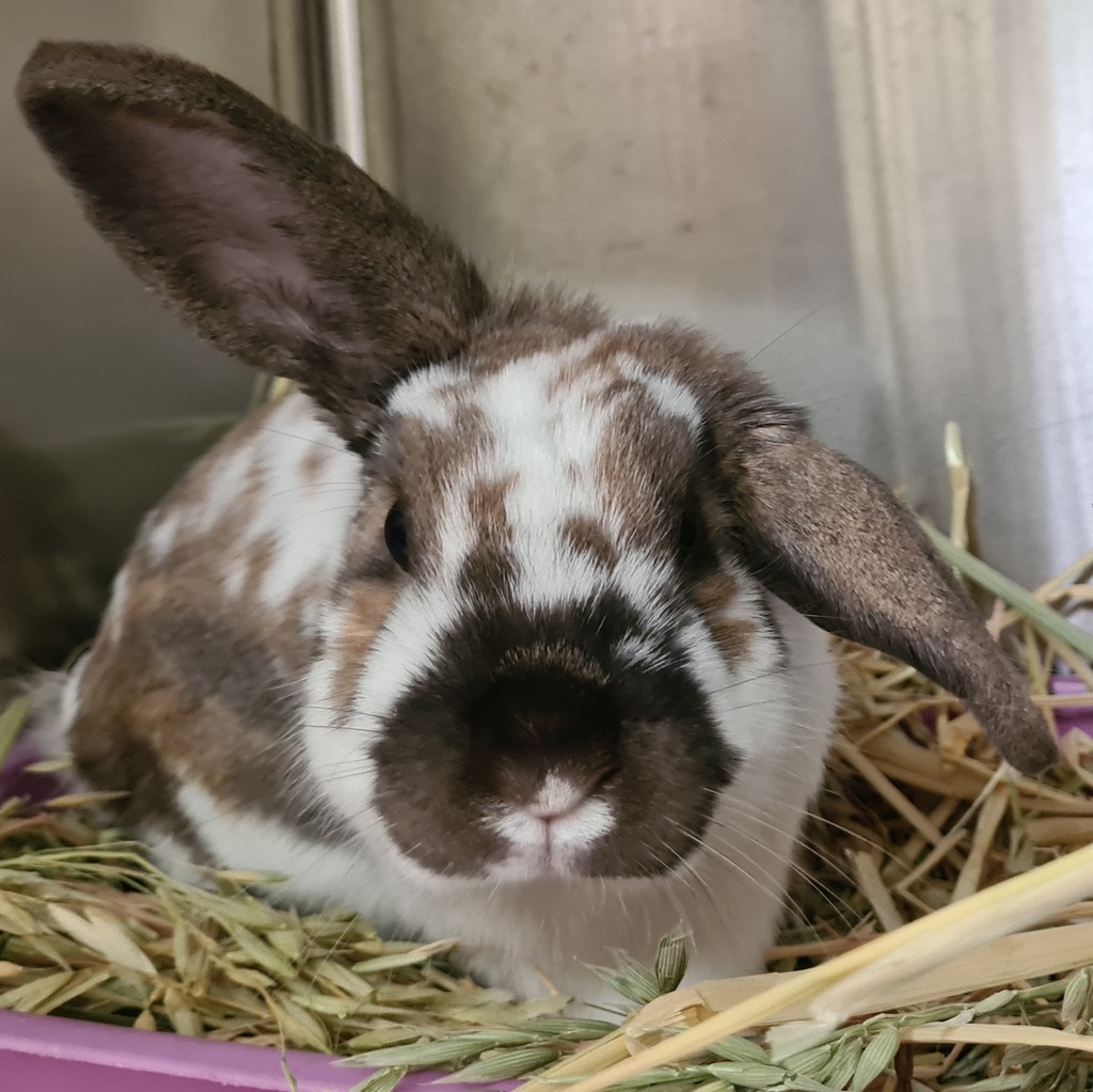 Pooka - Male Lop Eared Rabbit in VIC - PetRescue