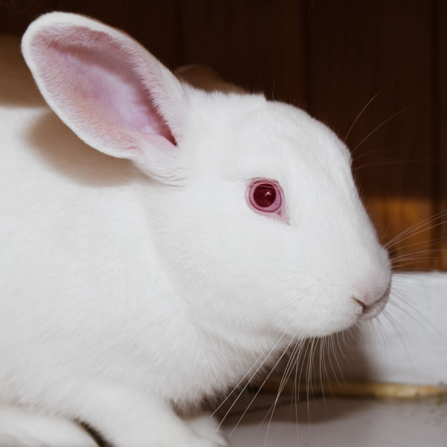 Spinna - Male New Zealand White Rabbit in NSW - PetRescue