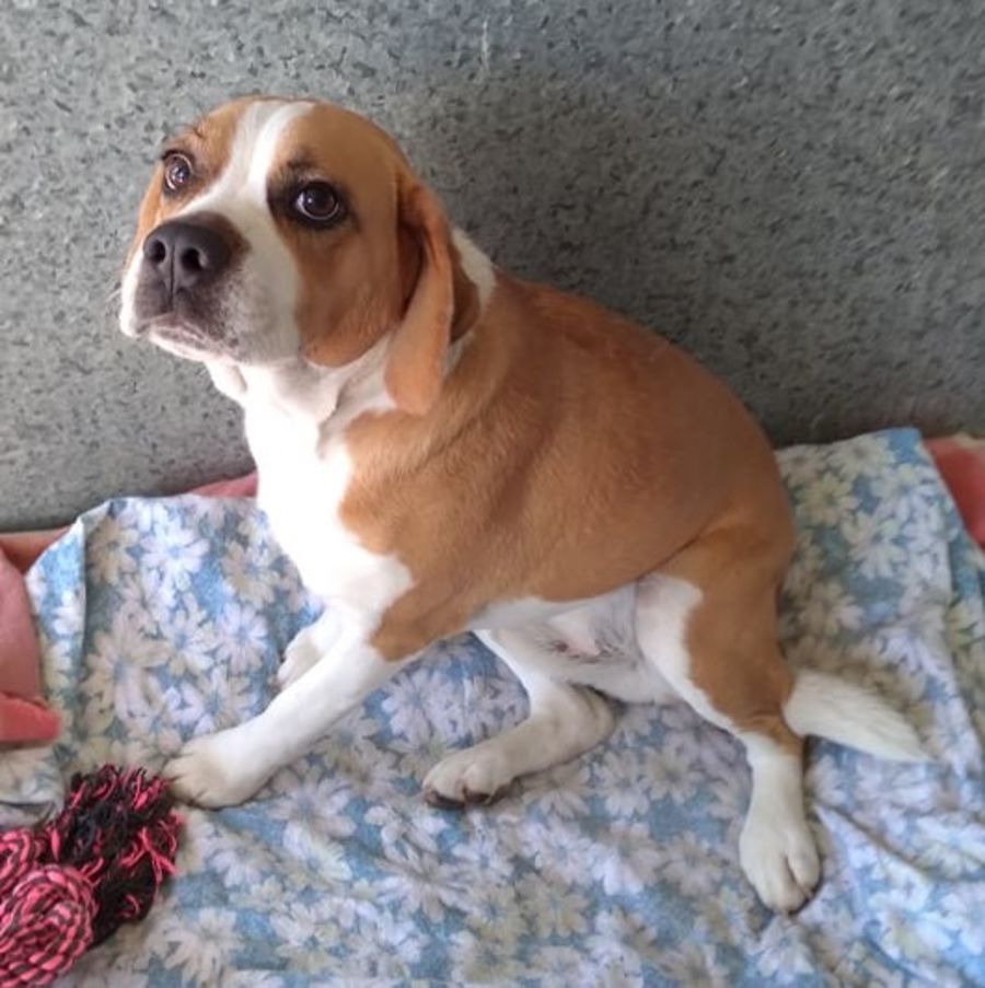 Henry - Medium Male Beagle x Pug Dog in QLD - PetRescue