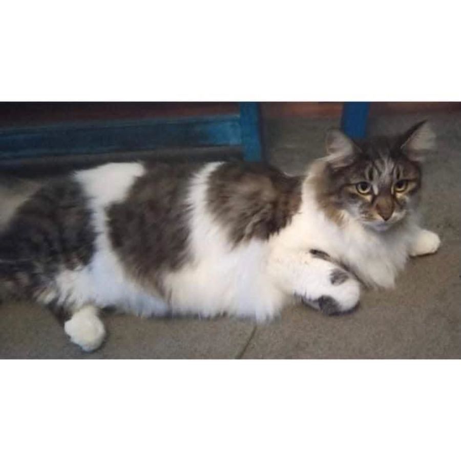 5767 - Kabi - Female Domestic Medium Hair Cat in WA - PetRescue