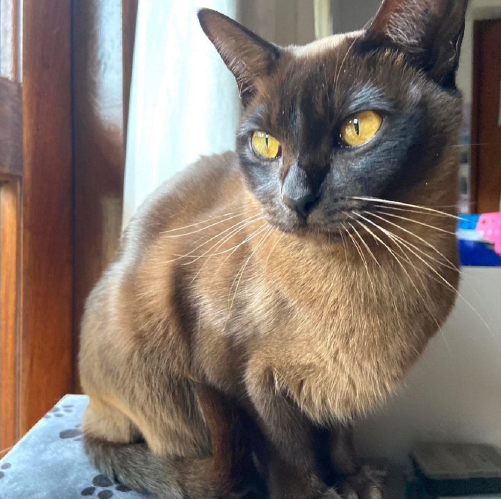 Alex - Male Burmese Mix Cat in WA - PetRescue