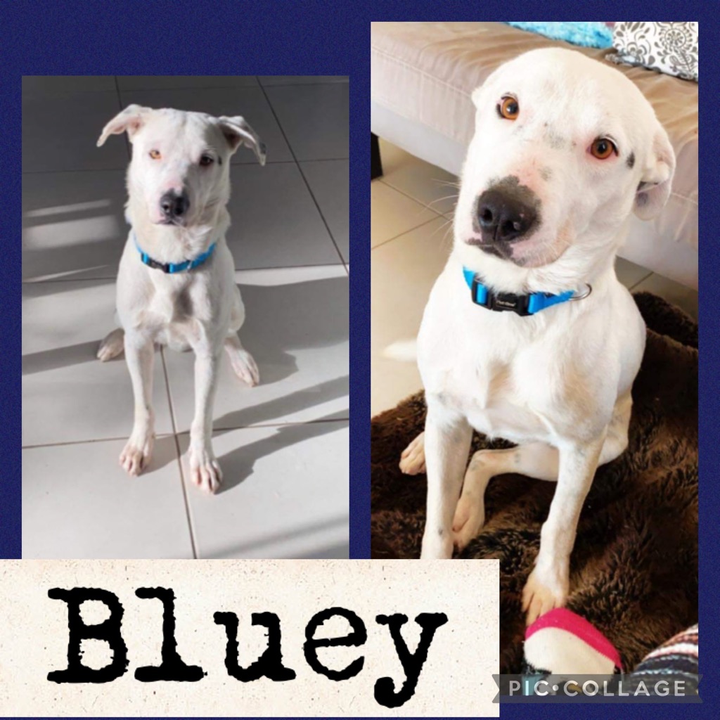 Bluey - Medium Male Terrier Mix Dog in QLD - PetRescue