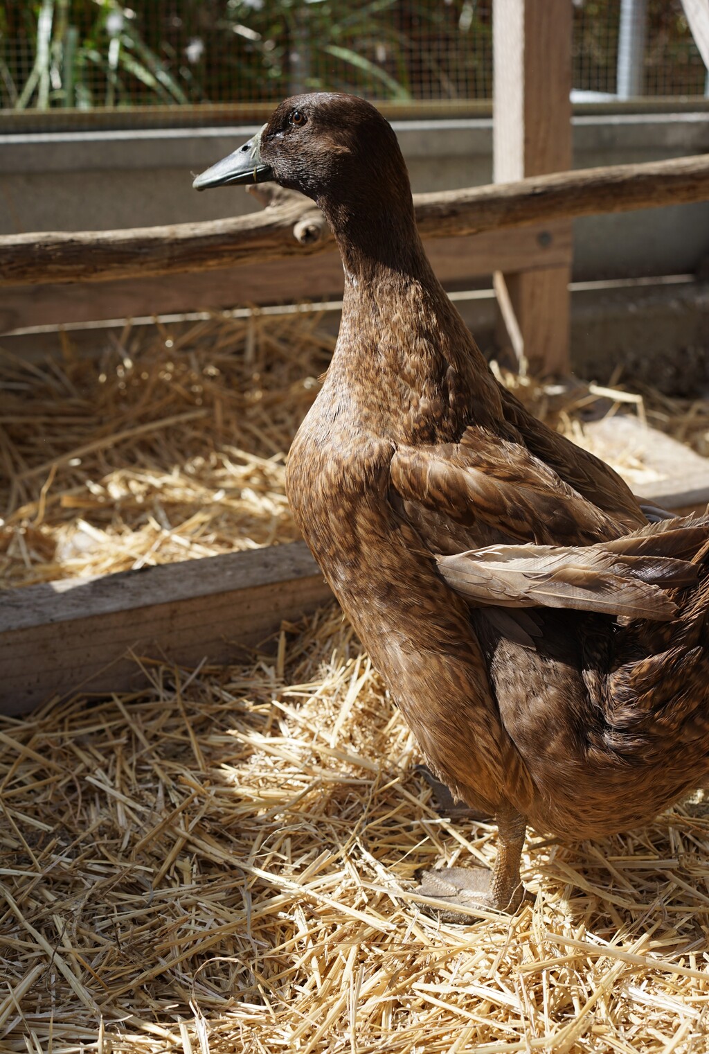 Swift - Female Duck Indian Runner Mix Fowl in QLD - PetRescue