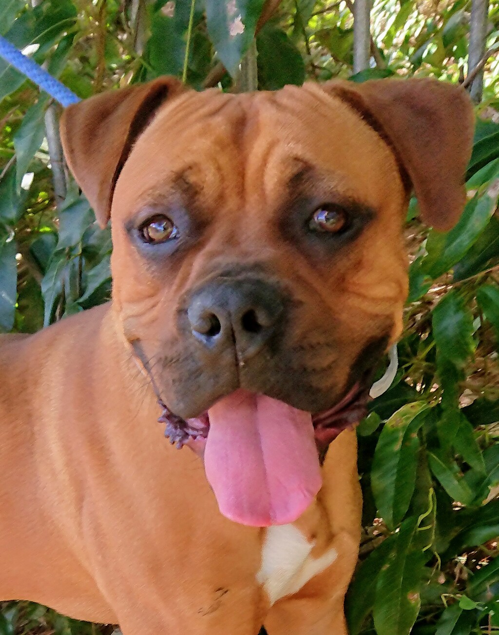 Errol - Medium Male American Bulldog x Boxer Mix Dog in QLD - PetRescue