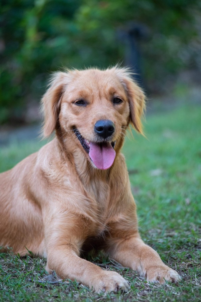Winnie - Large Female Golden Retriever x Mixed Breed Mix Dog in QLD ...