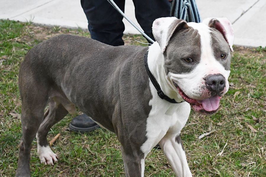 Maximus 33693 Campbelltown ACF - Large Male American Staffordshire ...