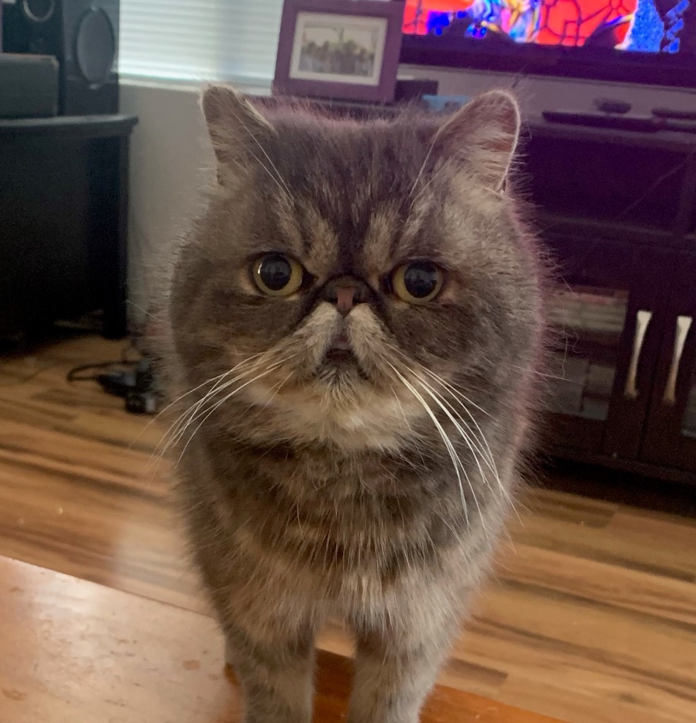 Mimi - Female Exotic Shorthair Cat in WA - PetRescue